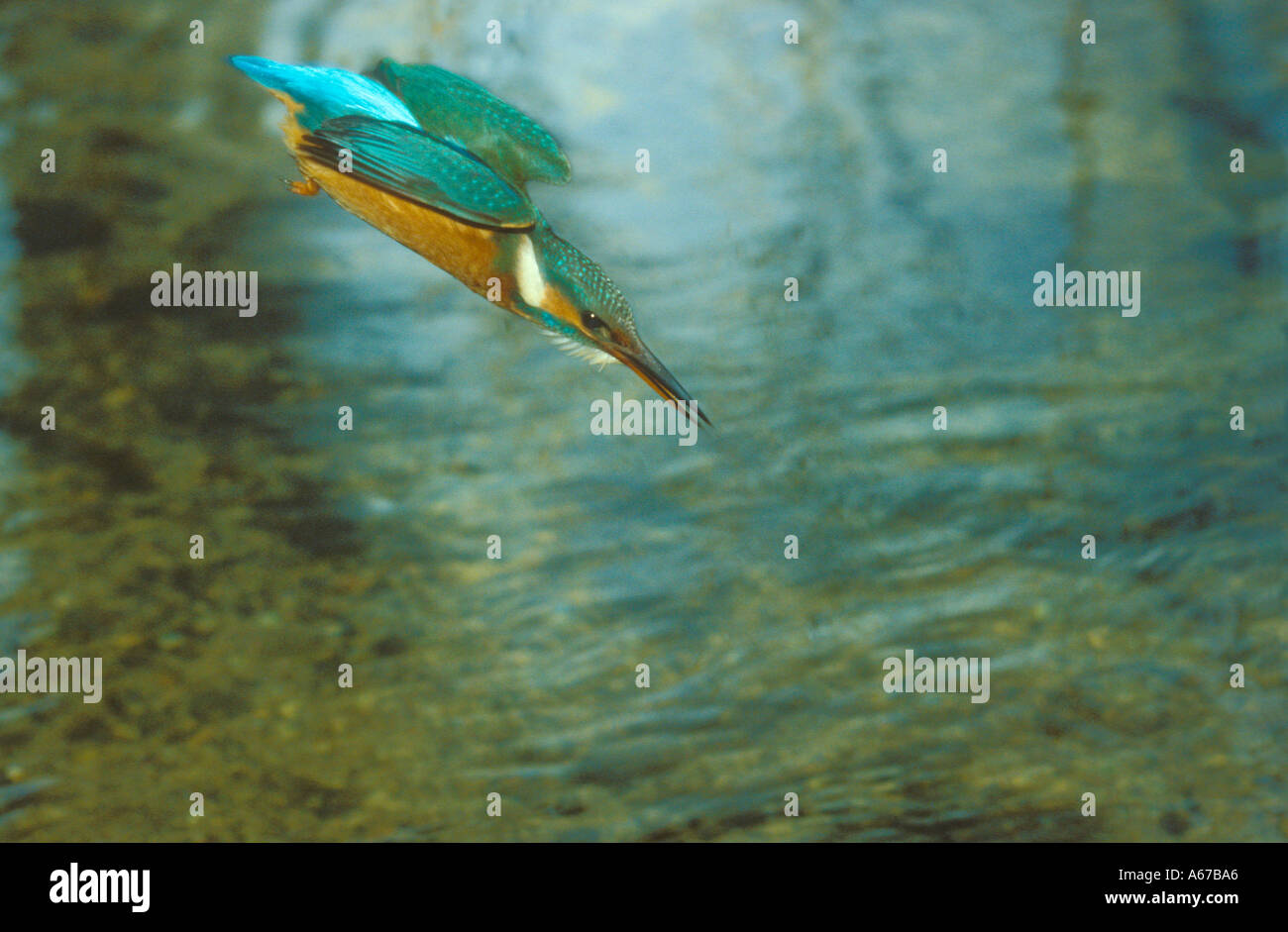 Kingfisher in mid dive for a fish Stock Photo - Alamy