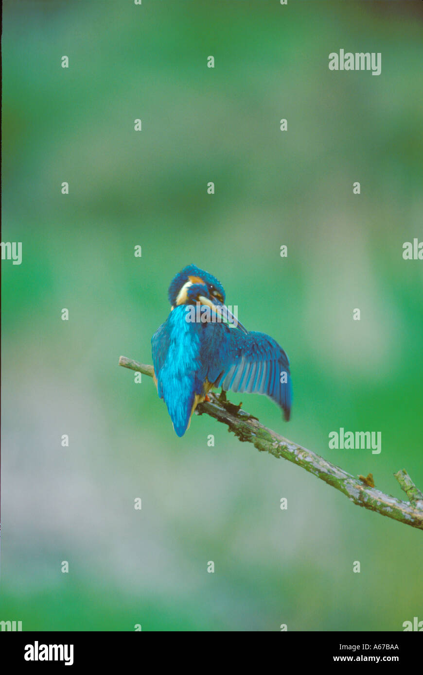 Kingfisher shape hi-res stock photography and images - Alamy