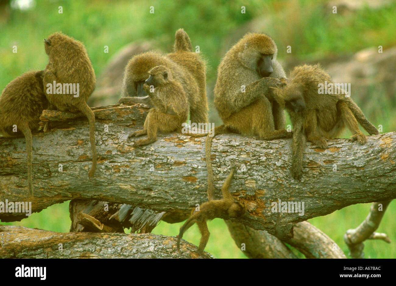 Group of Olive Baboons playing on fallen tree Stock Photo - Alamy
