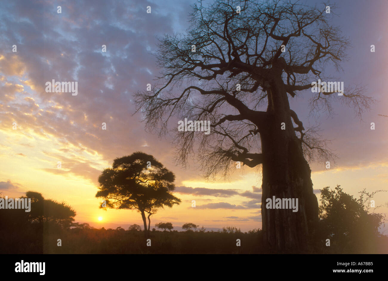 Baobab Tree in African Sunset Stock Photo - Alamy