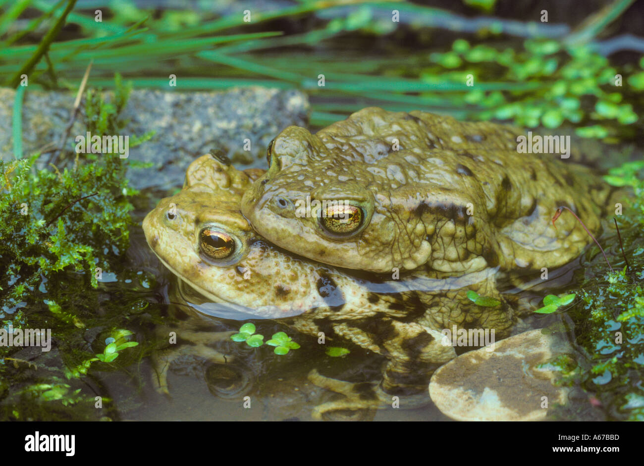 Two Common Toads Mating in Pond Stock Photo - Alamy