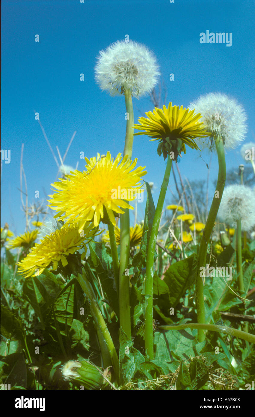 Dandelion Flowers and Seed Heads Stock Photo - Alamy