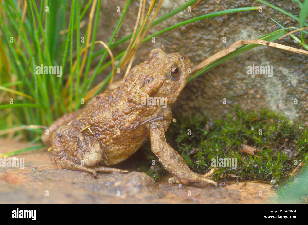 Common Toad Climbing Stock Photo - Alamy