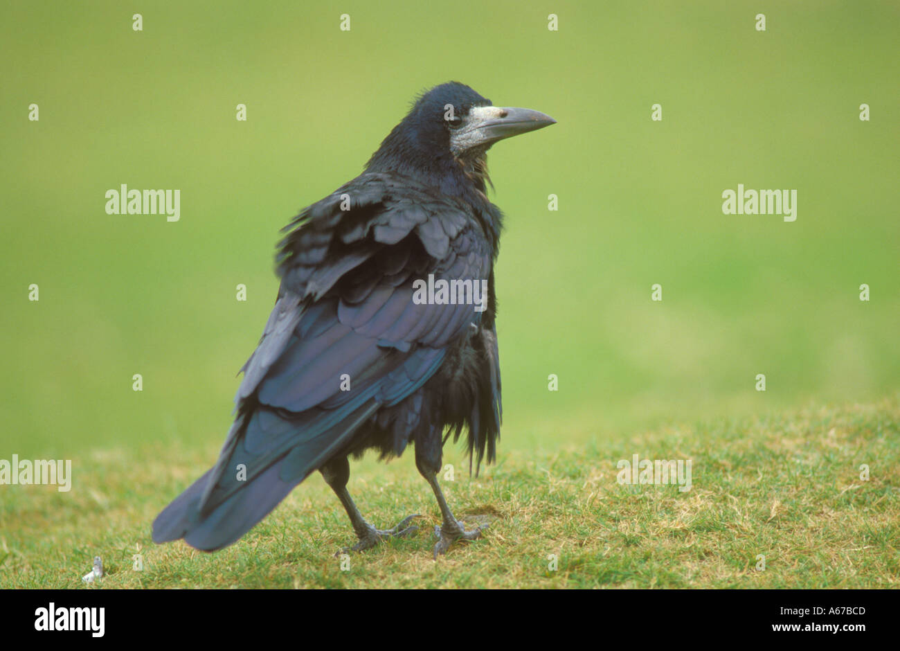 Rook bird ireland hi-res stock photography and images - Alamy