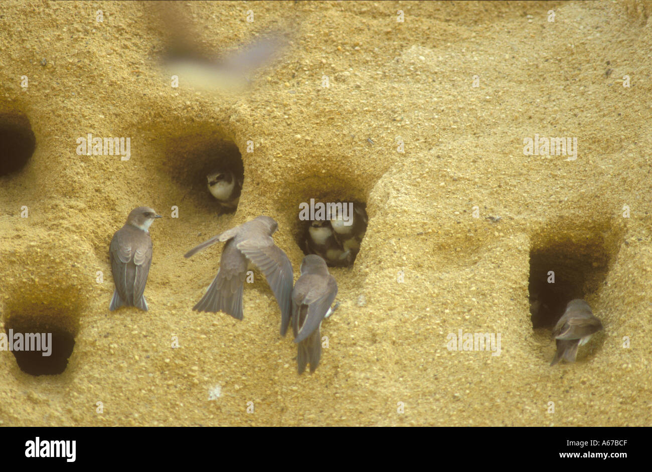 Sand Martins at nest holes Stock Photo - Alamy