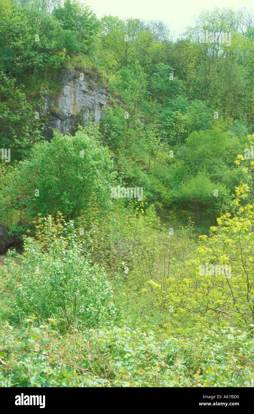 Natural Restoration of an old quarry Stock Photo - Alamy