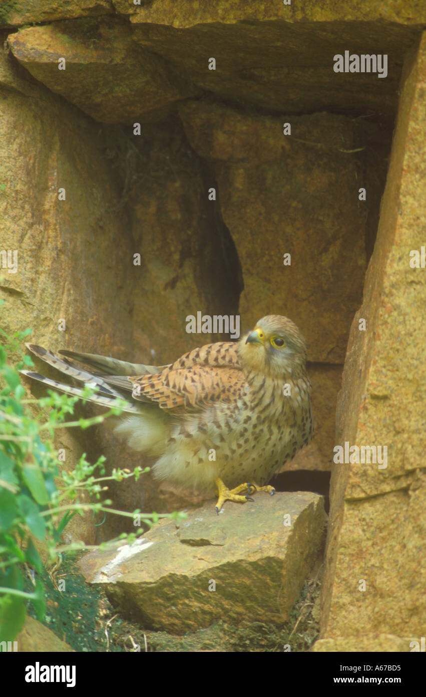 Kestrel at the nest in cliff face Stock Photo - Alamy
