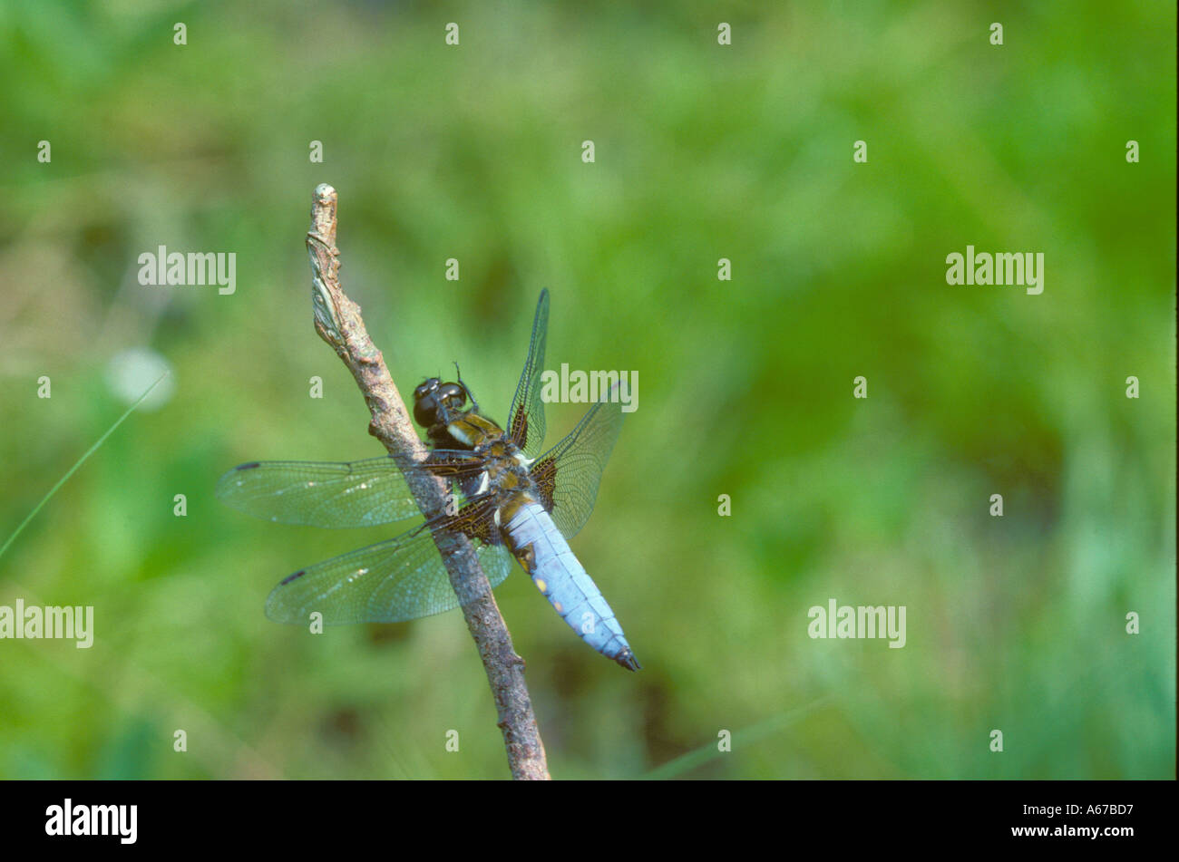 Broad bodied Chaser Dragonfly Stock Photo - Alamy