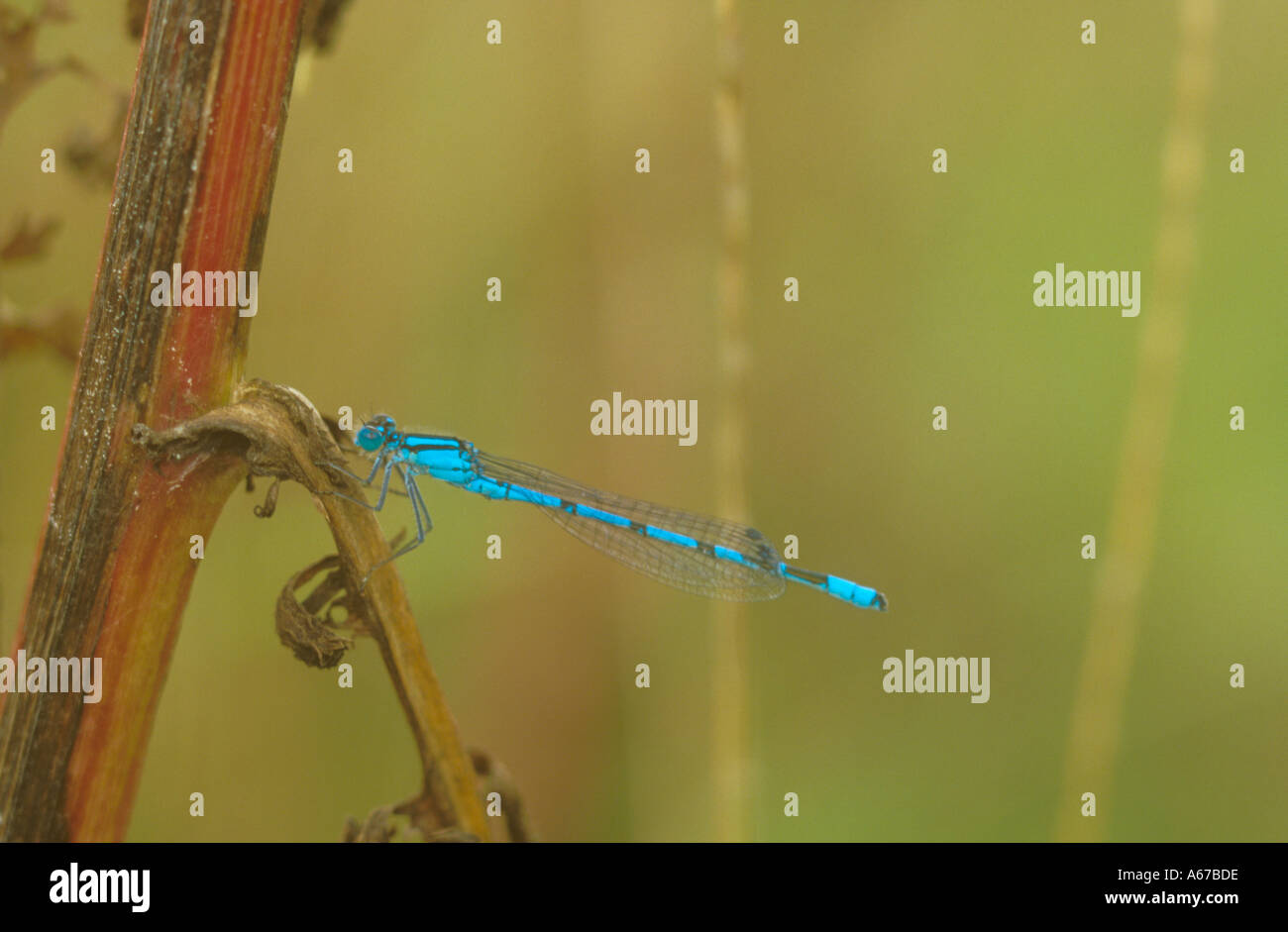 Common Blue Damselfly Stock Photo - Alamy