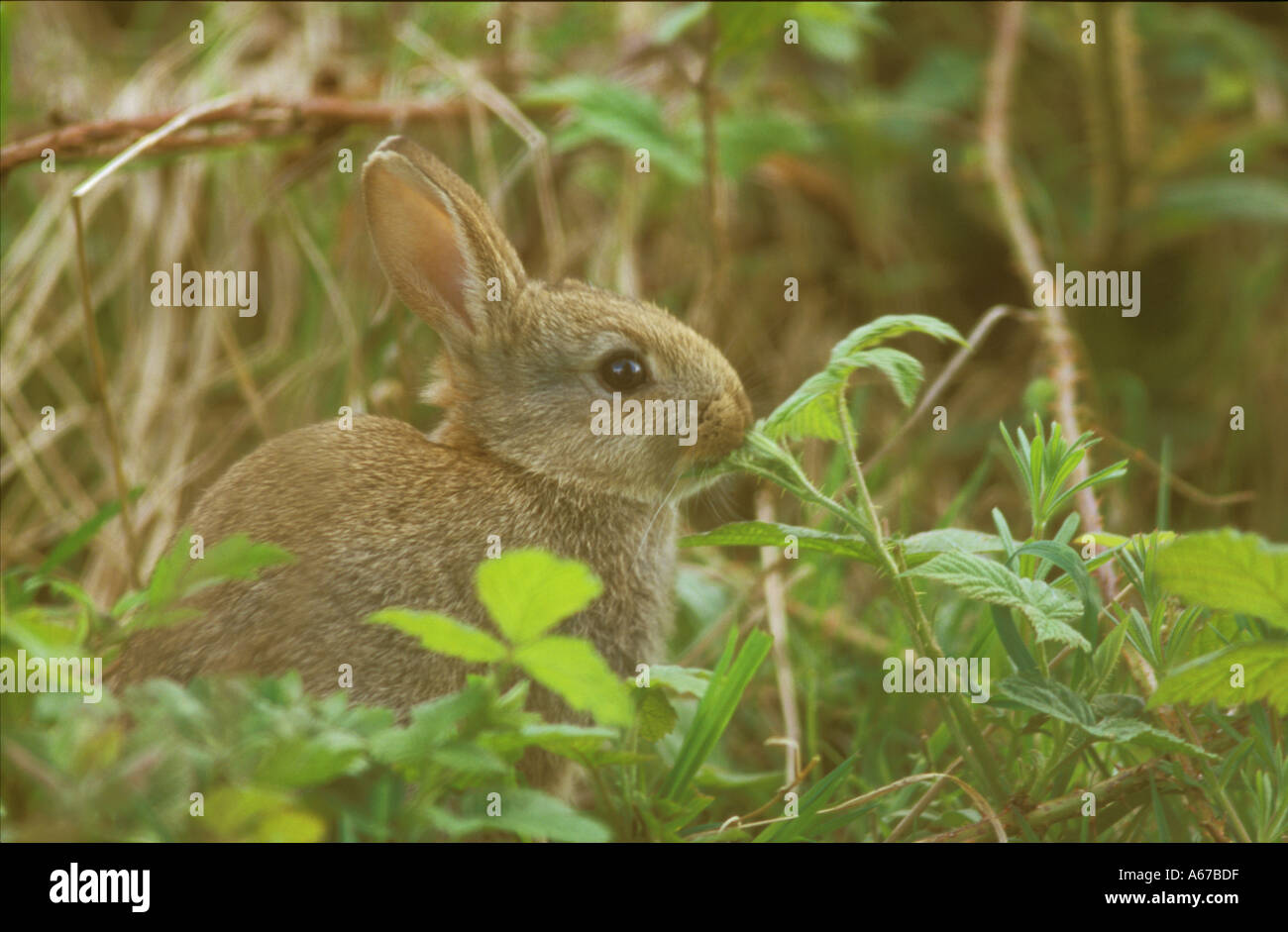 Inquisitive rabbit hi-res stock photography and images - Alamy