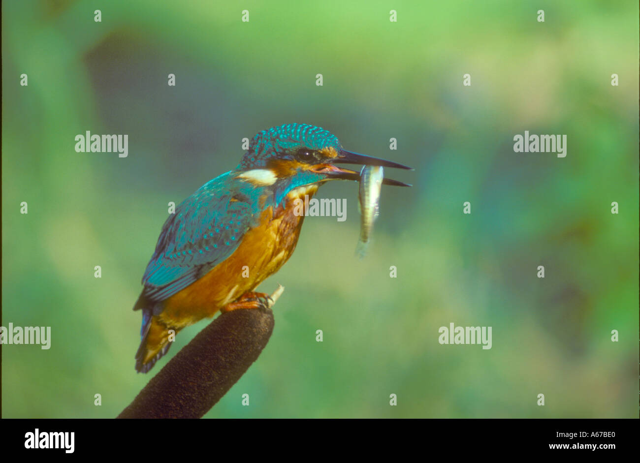 Minnow fish uk hi-res stock photography and images - Alamy