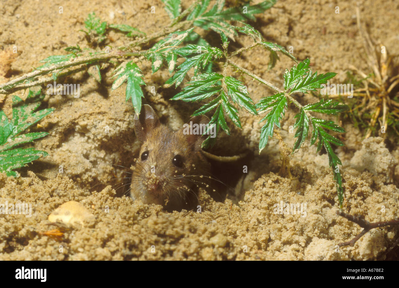 Long tailed Field Mouse or Wood Mouse digging in sand Stock Photo - Alamy