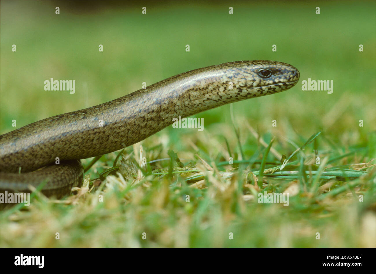 Slow Worm a classic Close up Stock Photo - Alamy