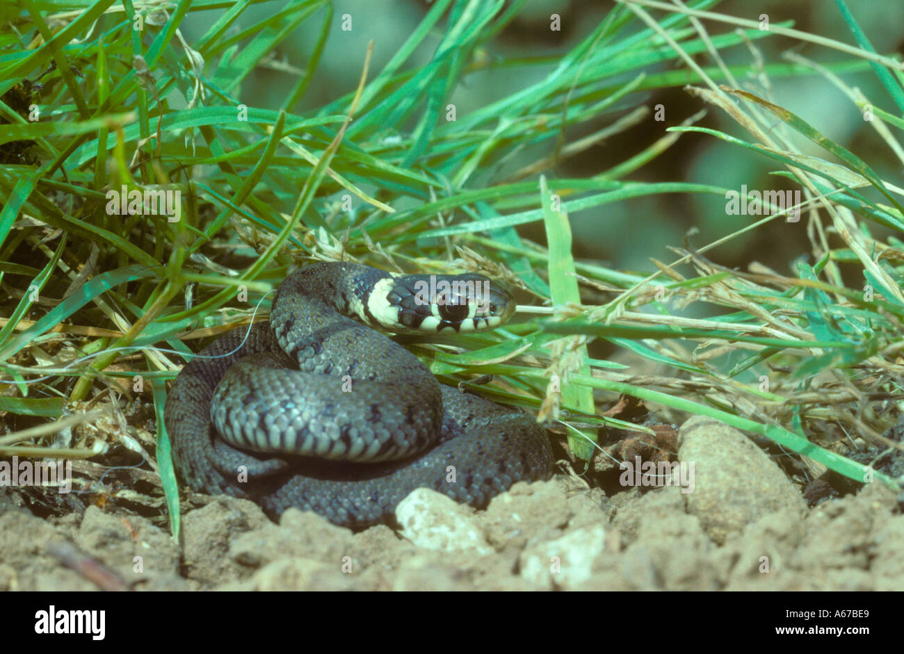 Grass Snake A very young hatchling Stock Photo - Alamy