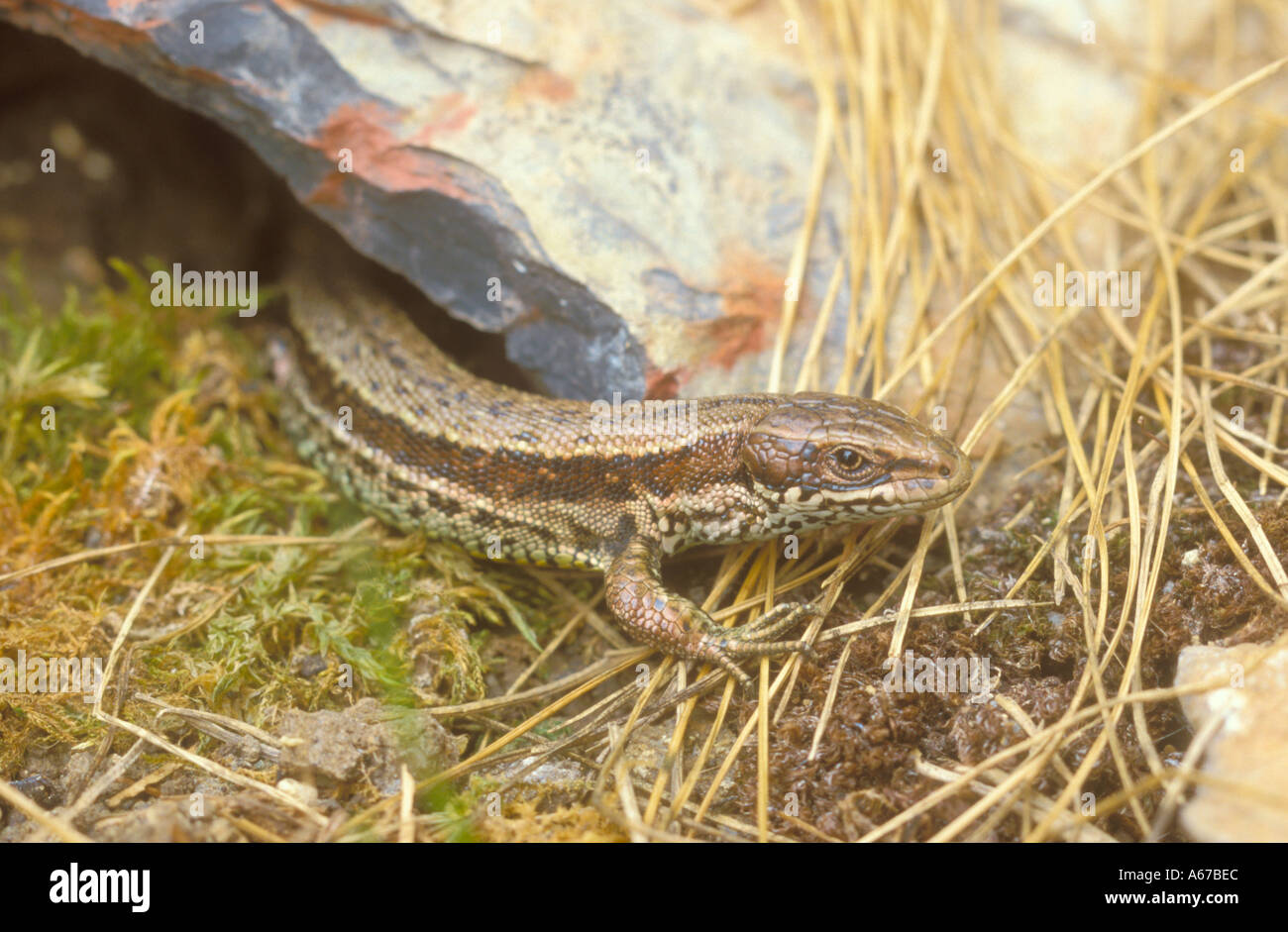Common lizard scotland hi-res stock photography and images - Alamy