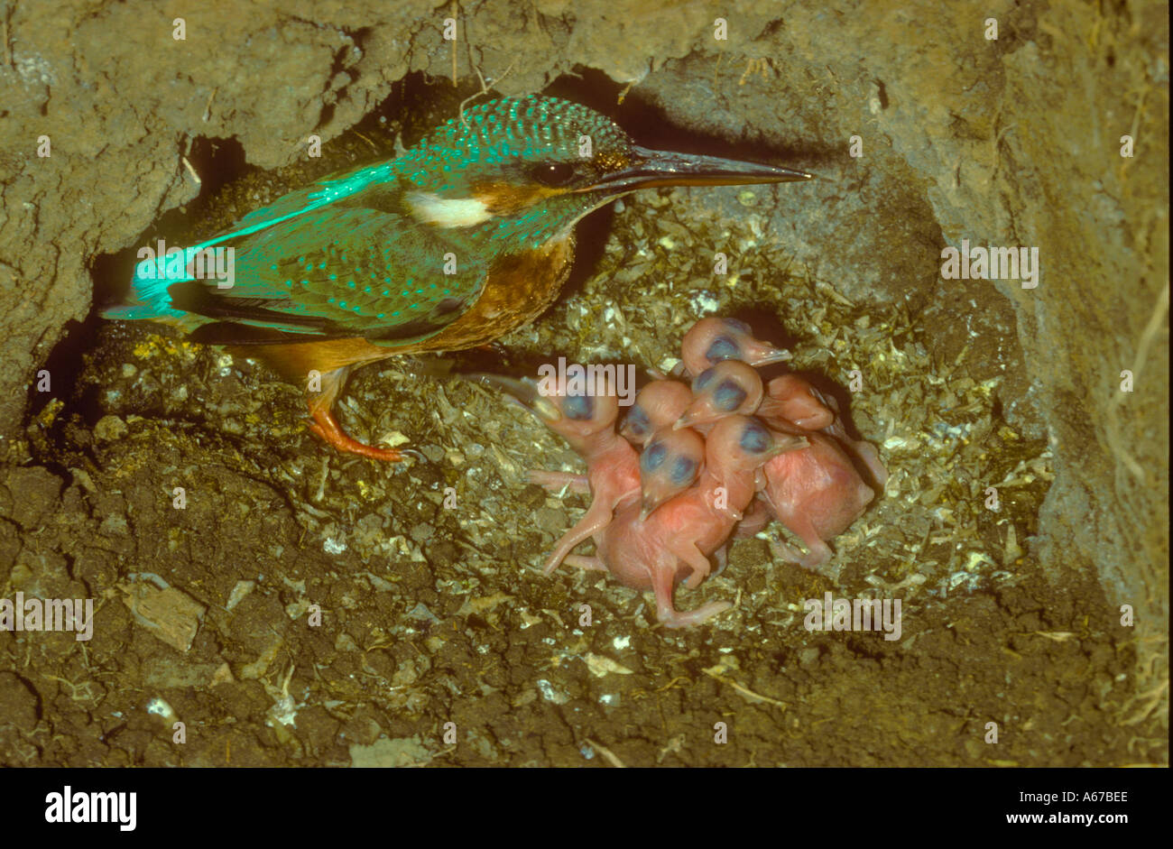Female Kingfisher with chicks underground in nest chamber chicks are ...