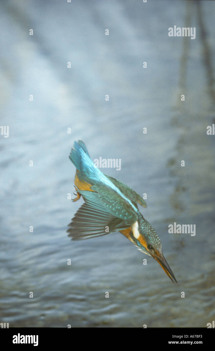 Kingfisher diving for a fish in mid dive Stock Photo - Alamy