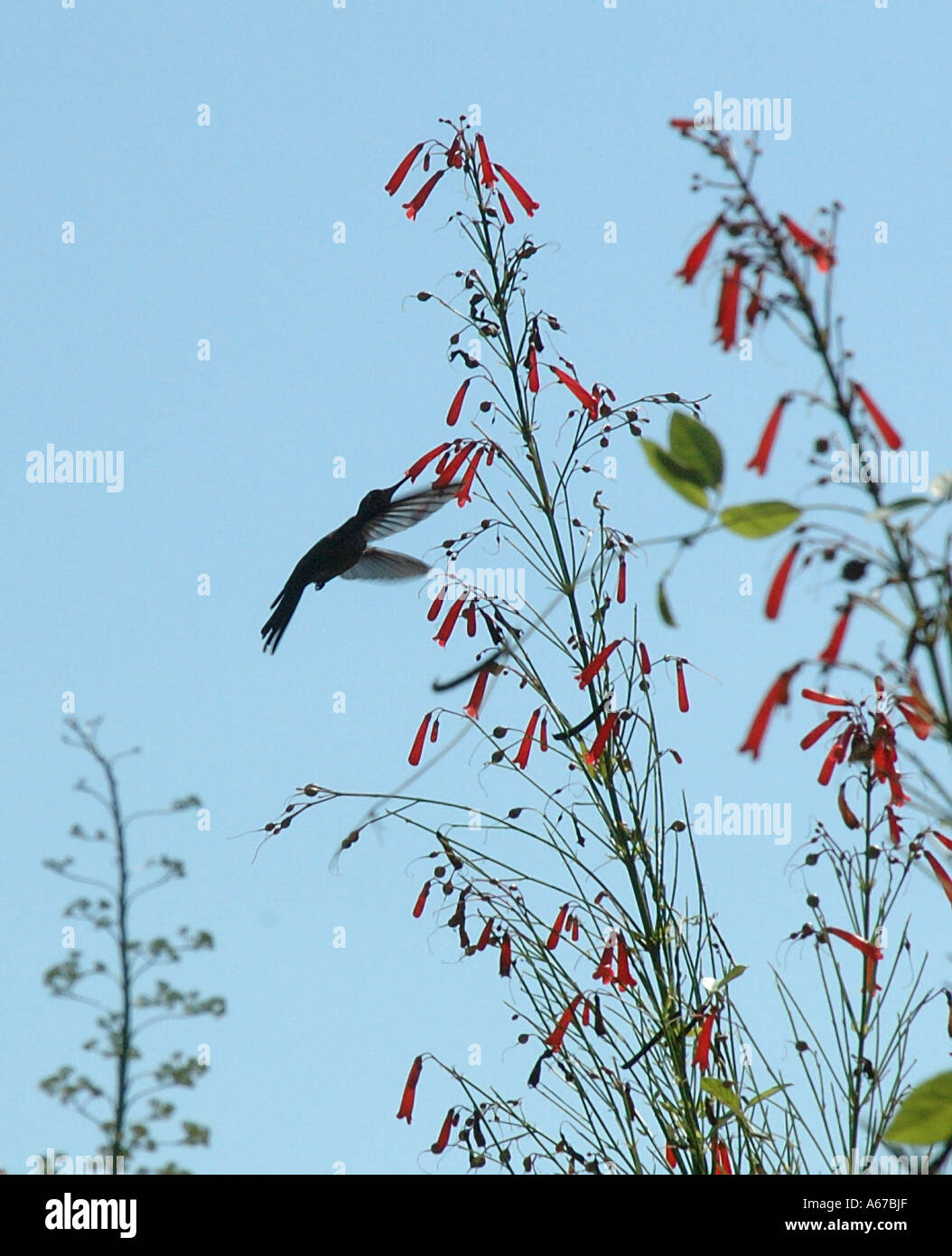 CARIBBEAN HUMMING BIRD Stock Photo - Alamy