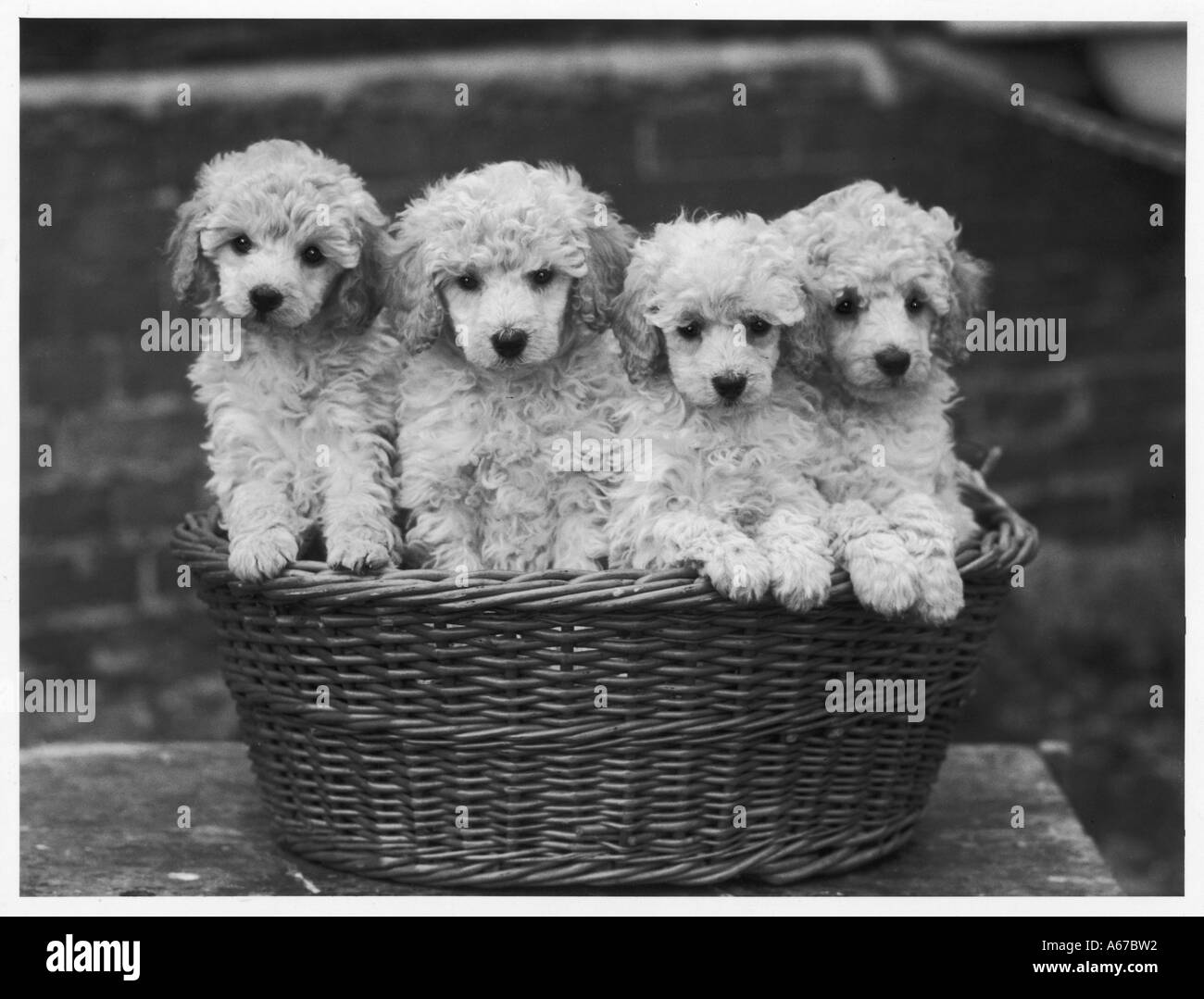 Poodle puppies white Black and White Stock Photos & Images - Alamy