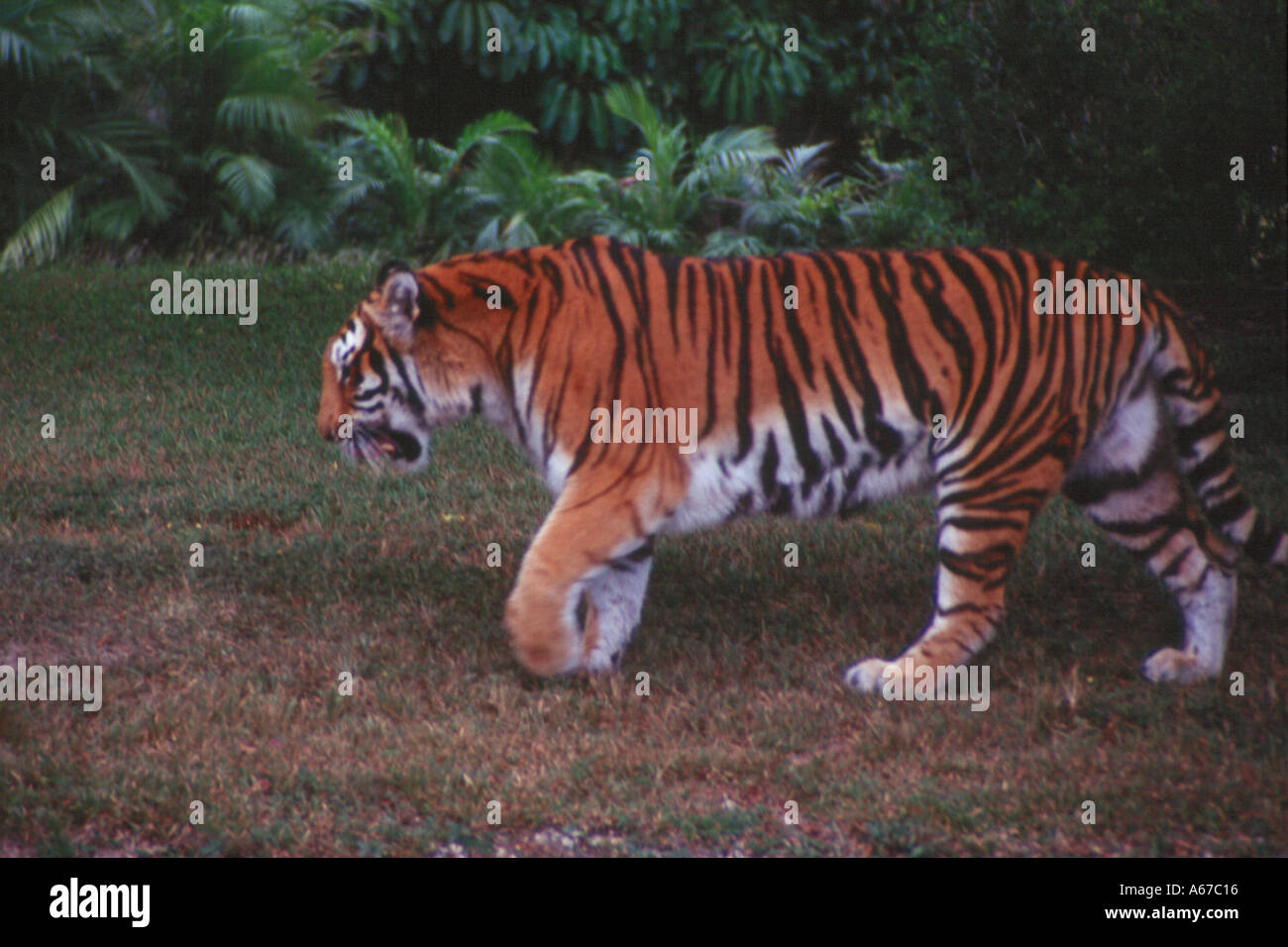 siberian tiger stalking and walking Stock Photo - Alamy