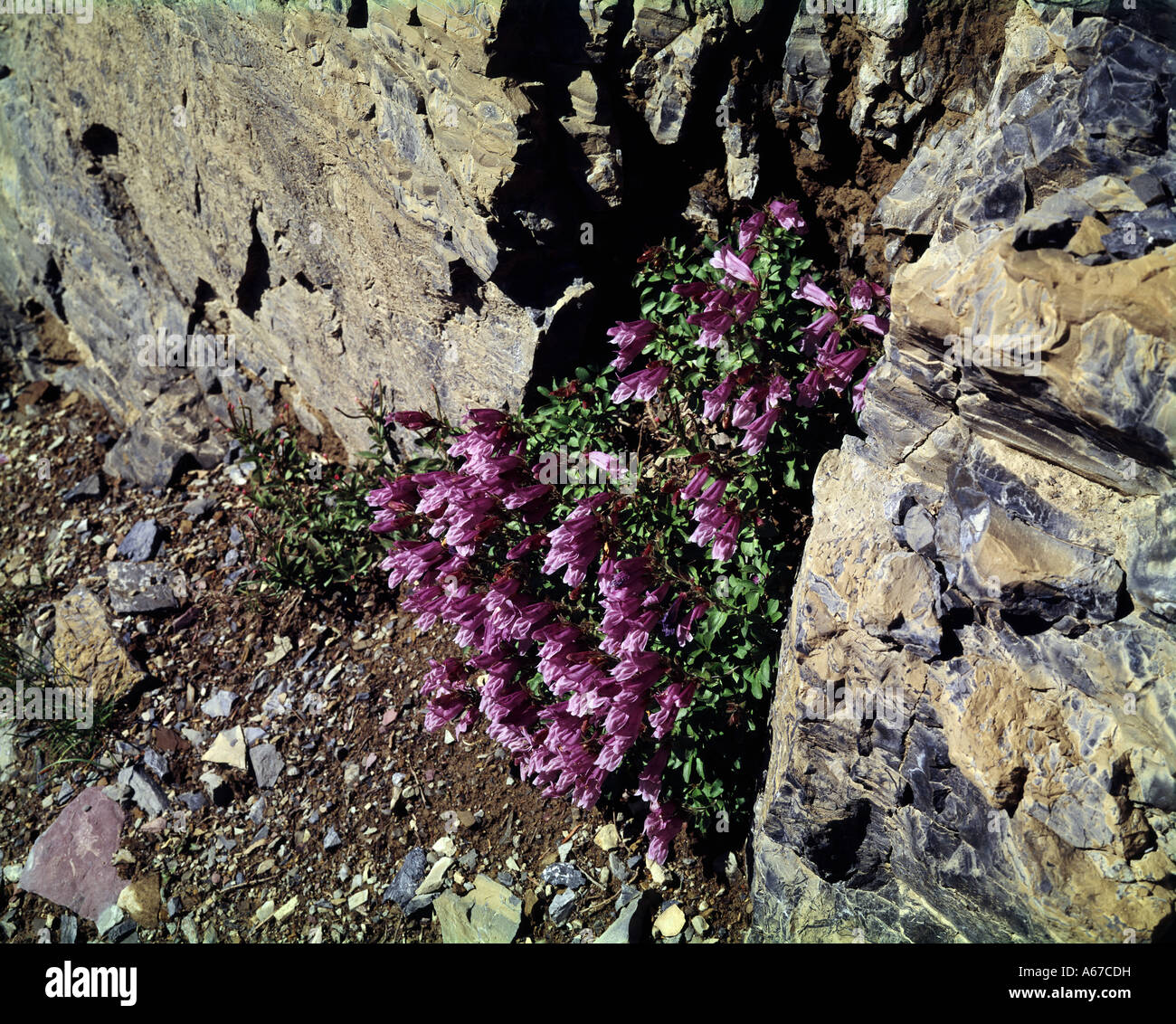 Penstamon wildflowers peek from a damp crevice in a rock face in ...