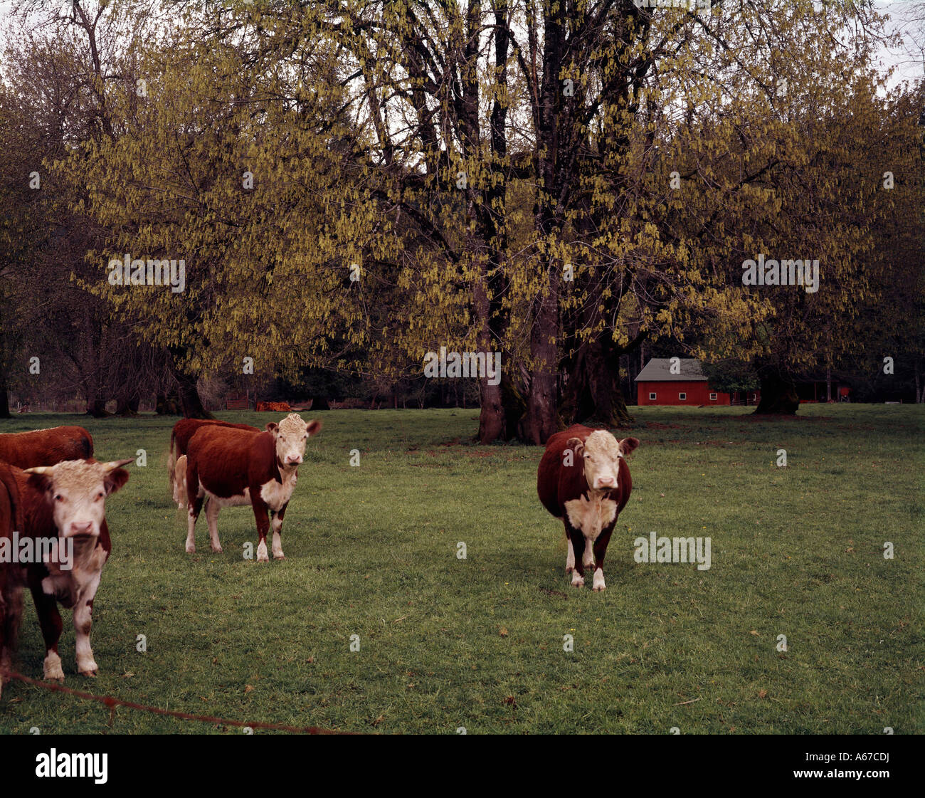 Beef cows in a lush meadow in Oregon Stock Photo - Alamy