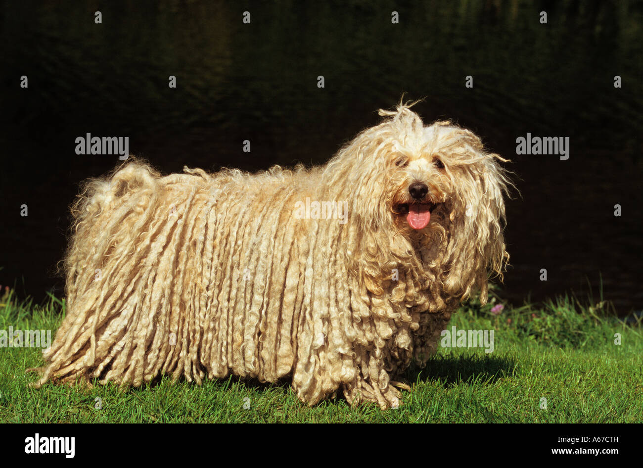 Corded dog hi-res stock photography and images - Alamy