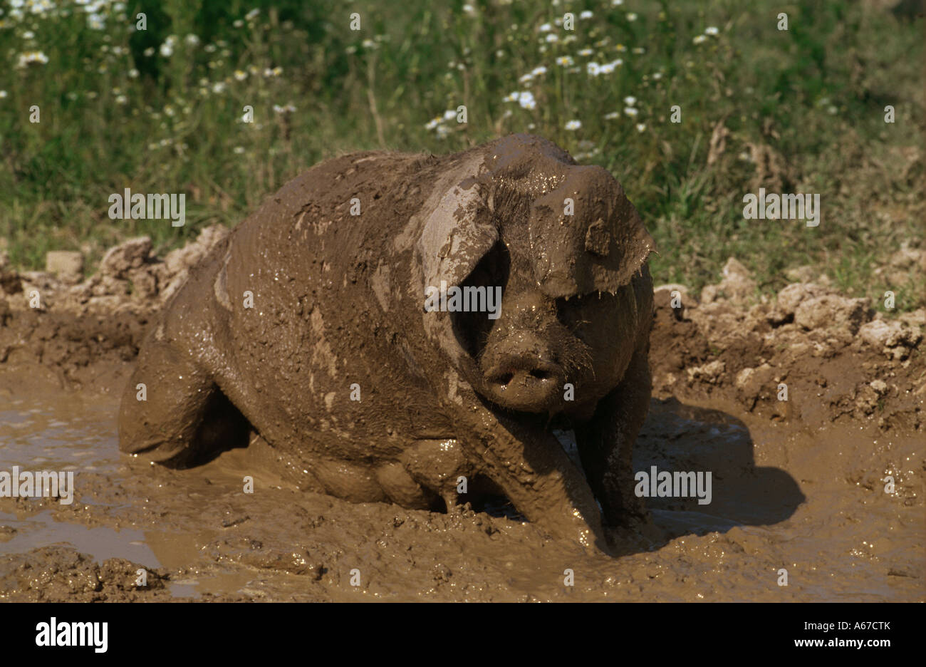 Domestic pig standing in mud hi-res stock photography and images - Alamy