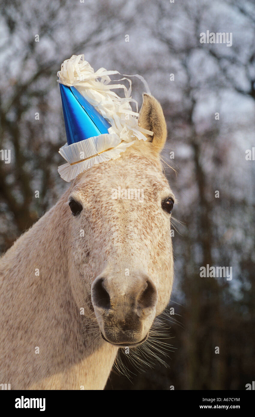 thoroughbred Arabian horse - with carnival cap Stock Photo - Alamy