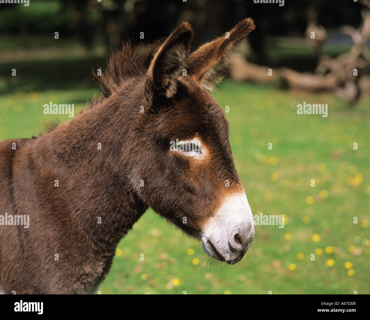 poitou donkey - portrait Stock Photo - Alamy