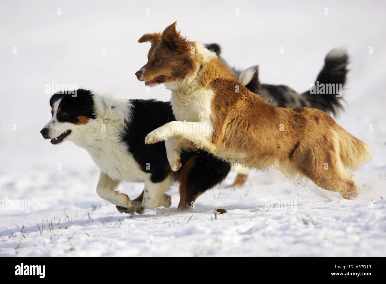 two Australian Shepherd dogs - running through snow Stock Photo - Alamy