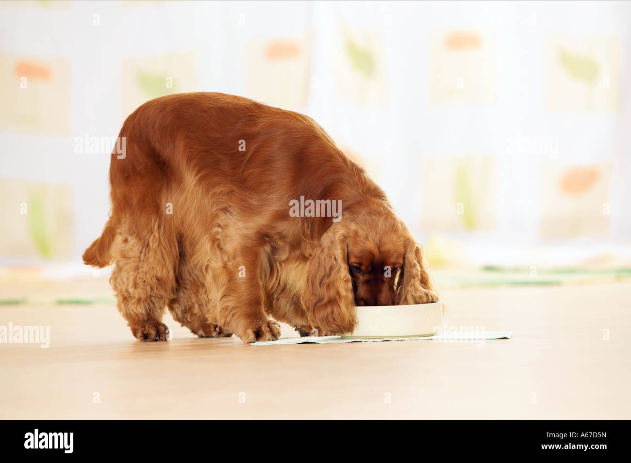 Cocker Spaniel eating one ear hanging in bowl Stock Photo - Alamy