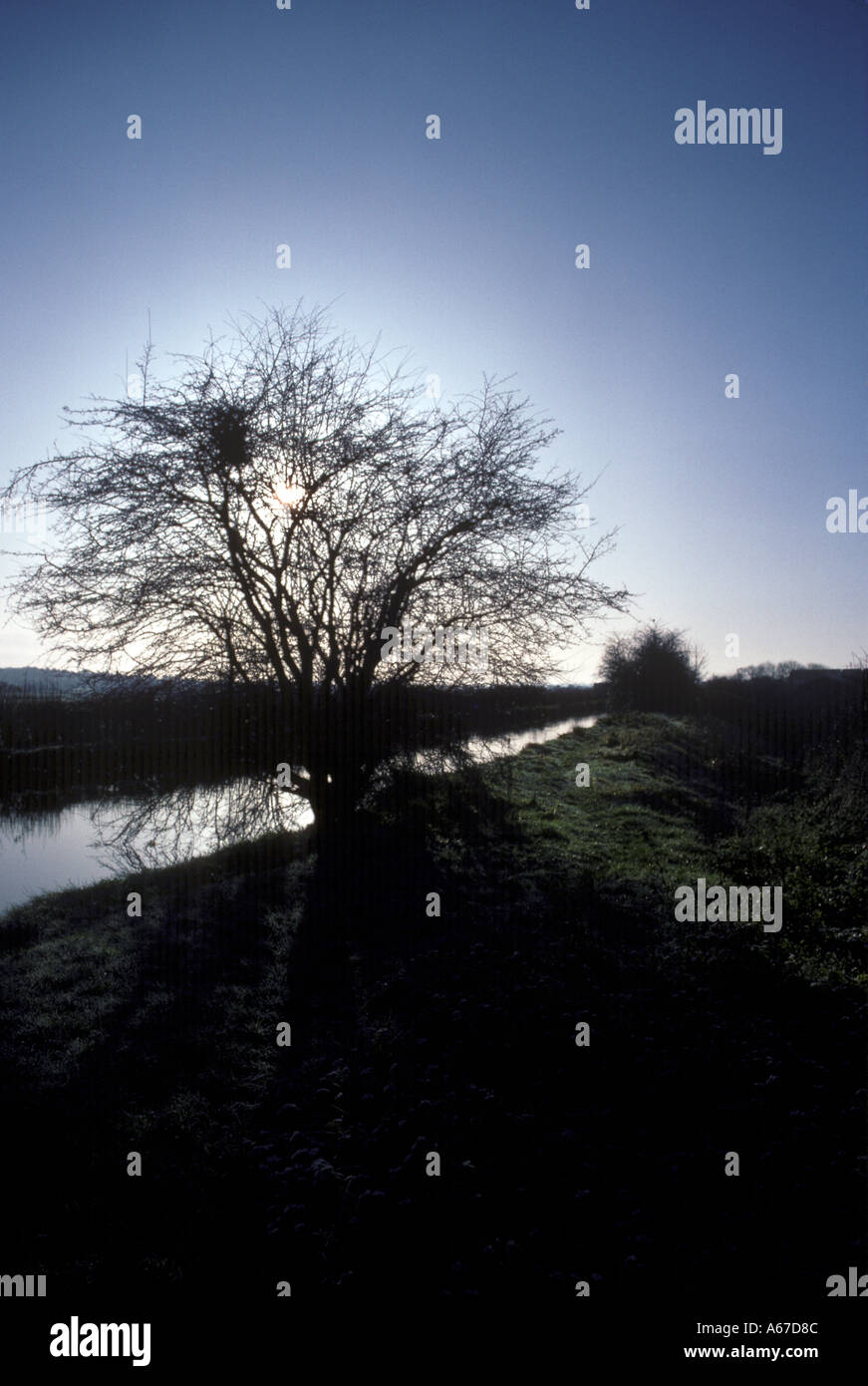 Tree silhouetted on the Grand Union Canal at Bletchley Stock Photo - Alamy