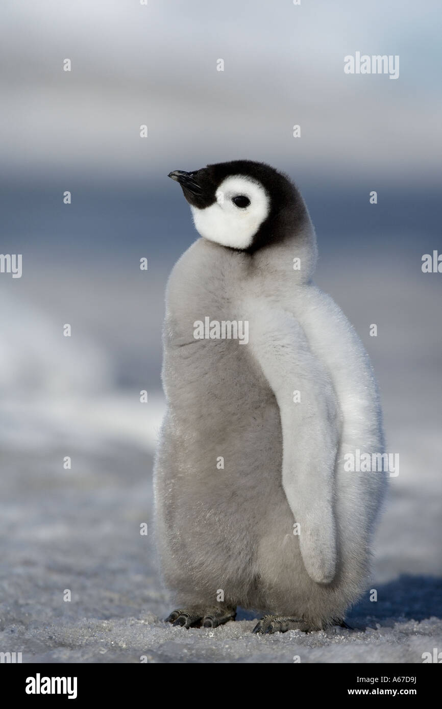emperor penguin - cub / Aptenodytes forsteri Stock Photo - Alamy