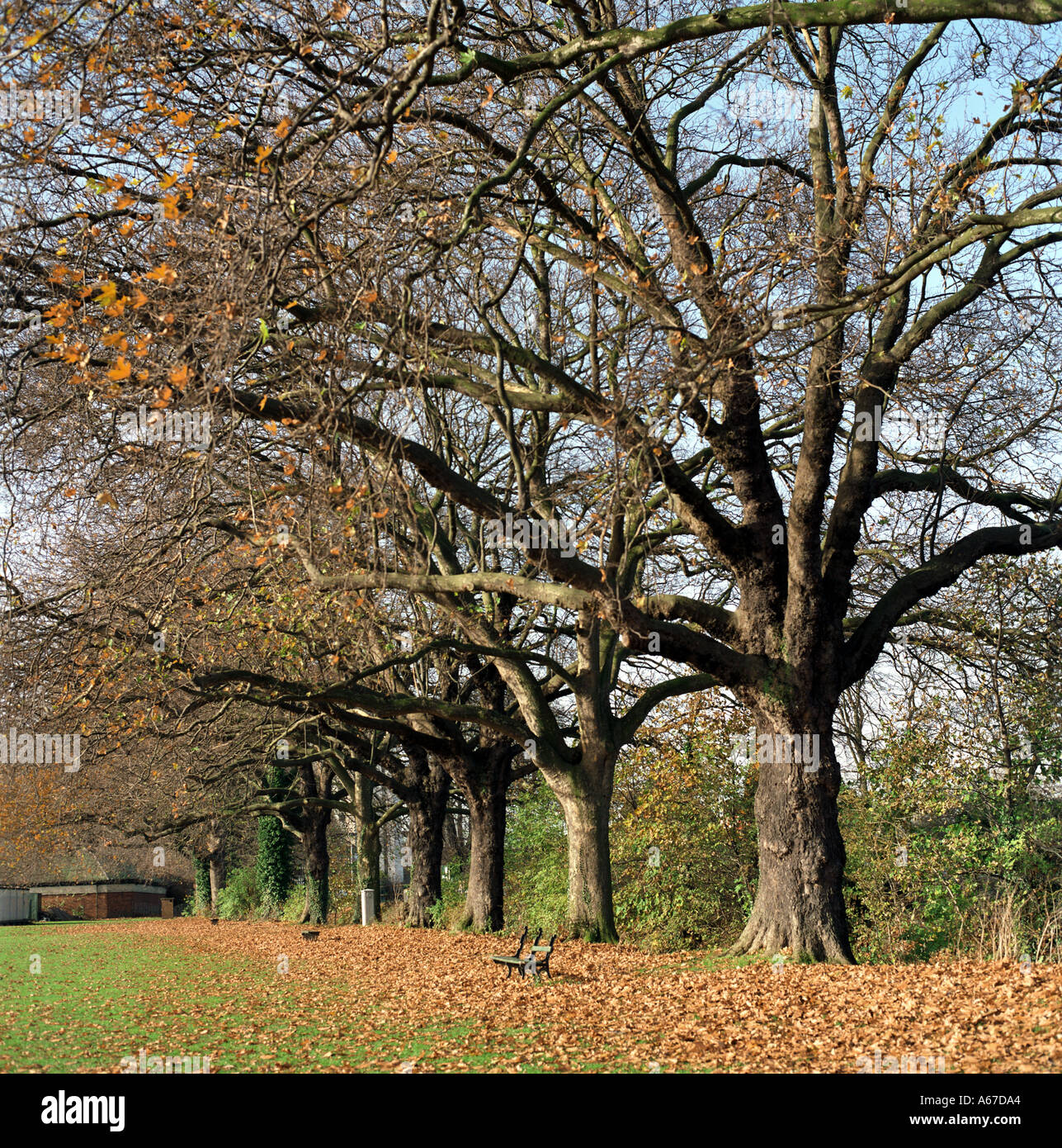 A line of Autumn trees at Kings Meadow Reading Stock Photo - Alamy