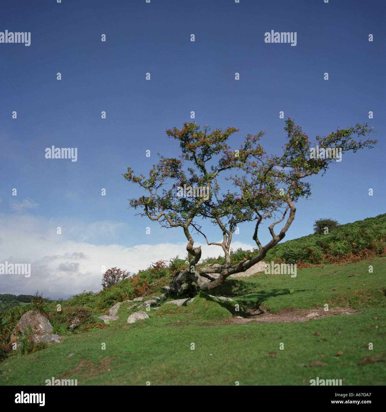 Windswept bush hi-res stock photography and images - Alamy