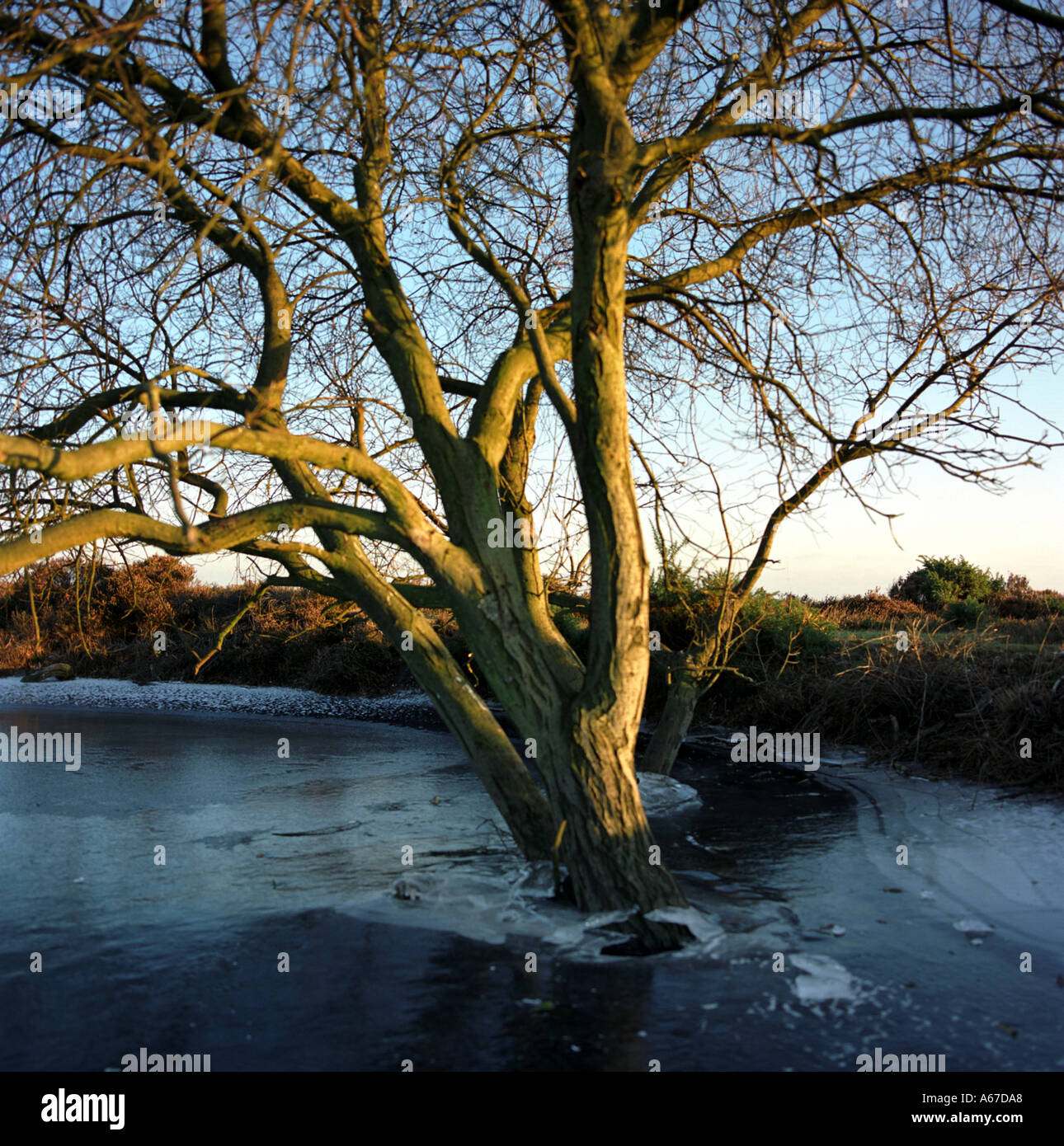 Tree sitting in a frozen pond in the New Forest Stock Photo - Alamy