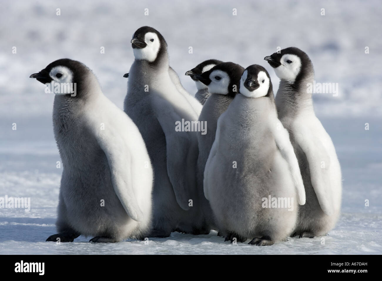Emperor penguin creche hi-res stock photography and images - Alamy