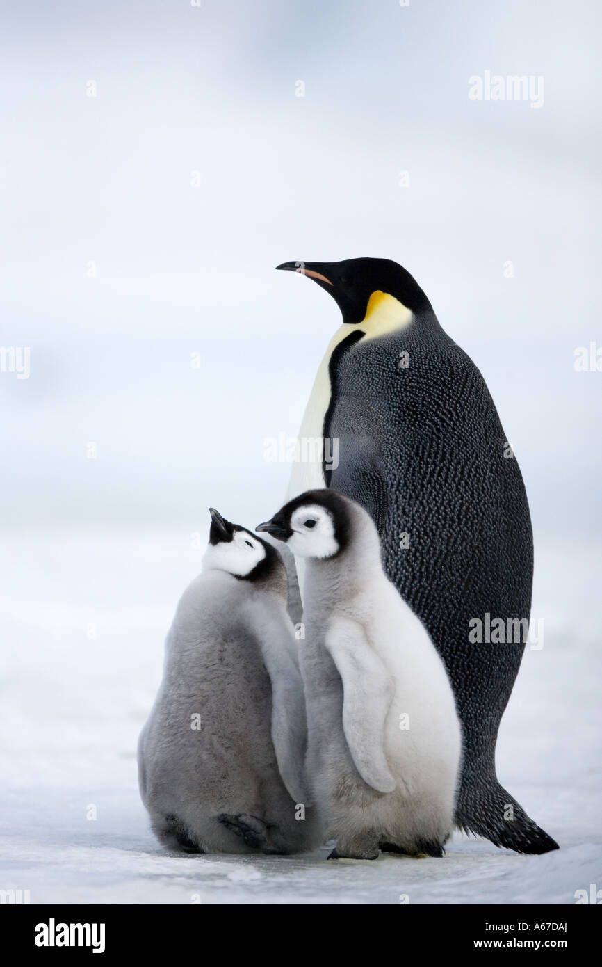 Emperor penguin cubs hi-res stock photography and images - Alamy