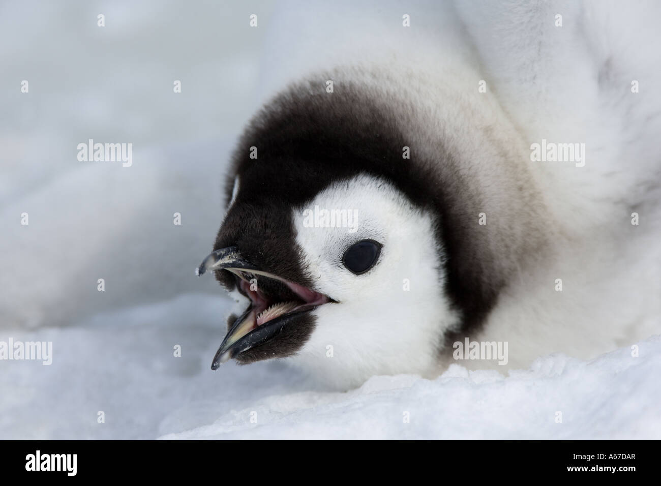 Emperor penguin cubs hi-res stock photography and images - Alamy