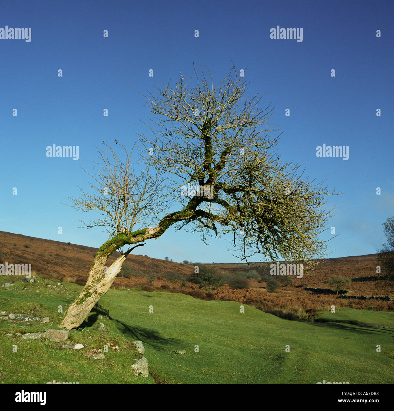 Windblown tree dartmoor hi-res stock photography and images - Alamy