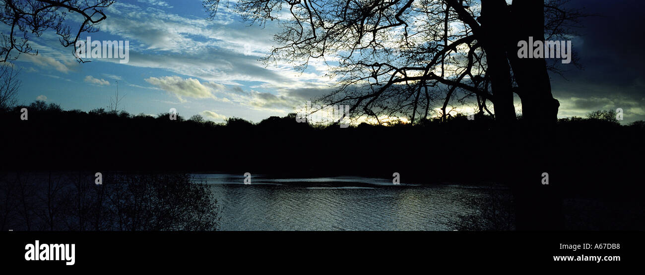 Trees silhouetted at Virginia Water Stock Photo - Alamy