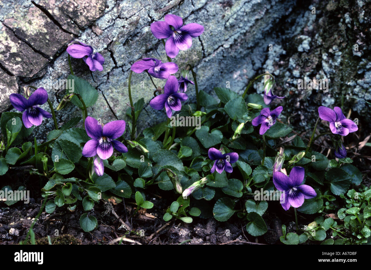 "Common Dog" violet plant growing in Coombsdale, Derbyshire "Great ...