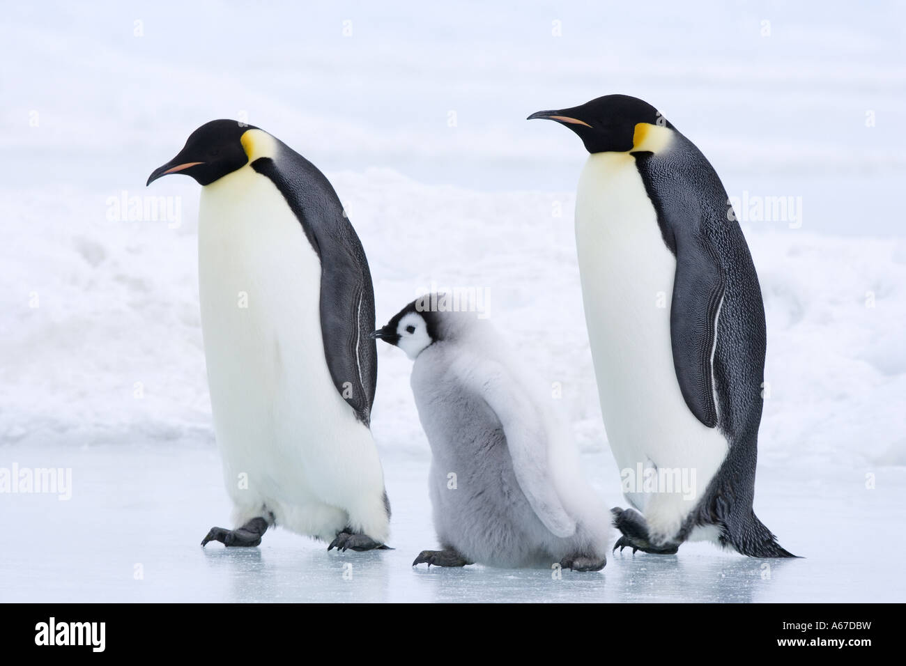 Emperor penguins cub hi-res stock photography and images - Alamy