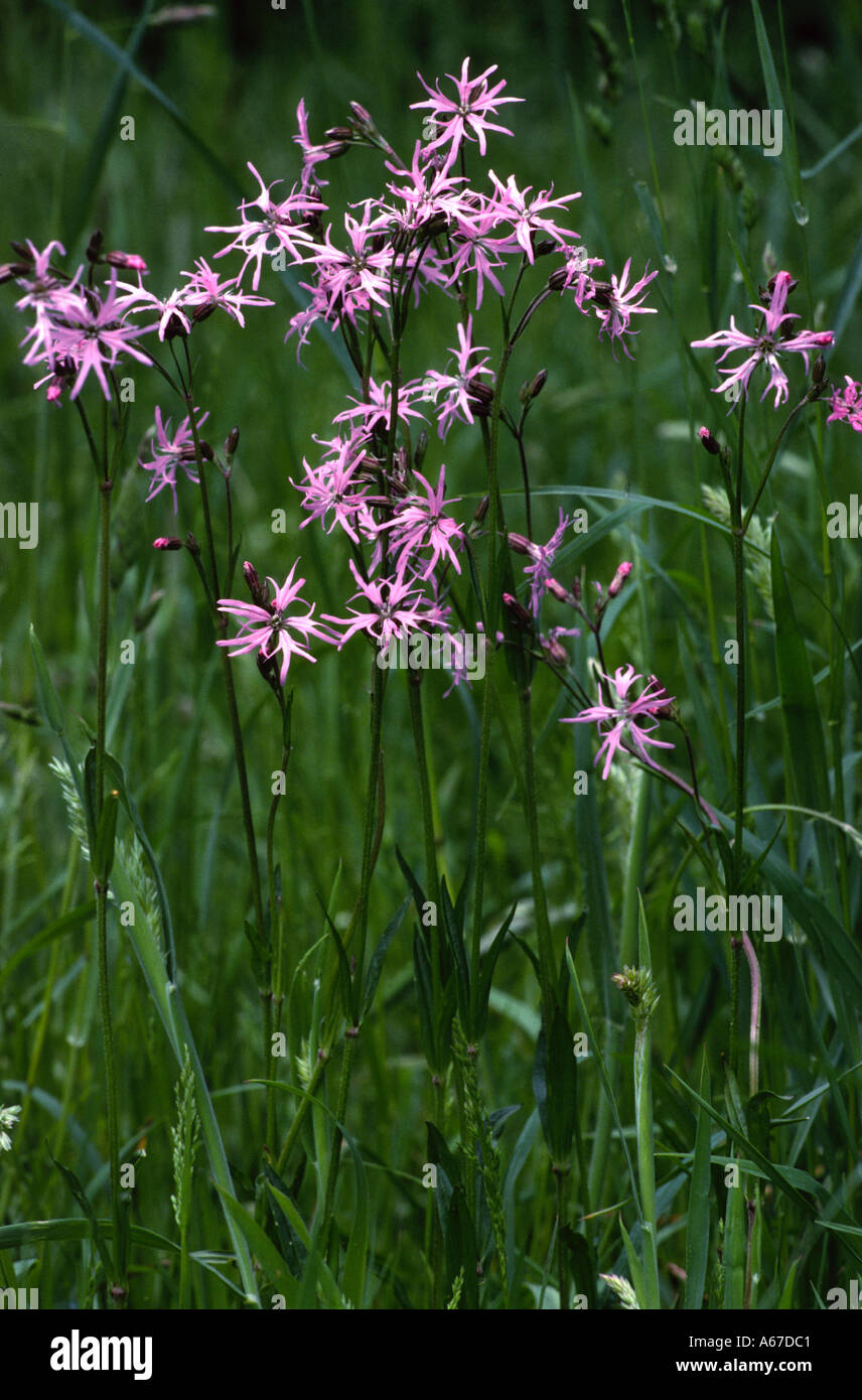 Flowering Pink Ragged Robin Silene flos-cuculi perennial herbaceous ...