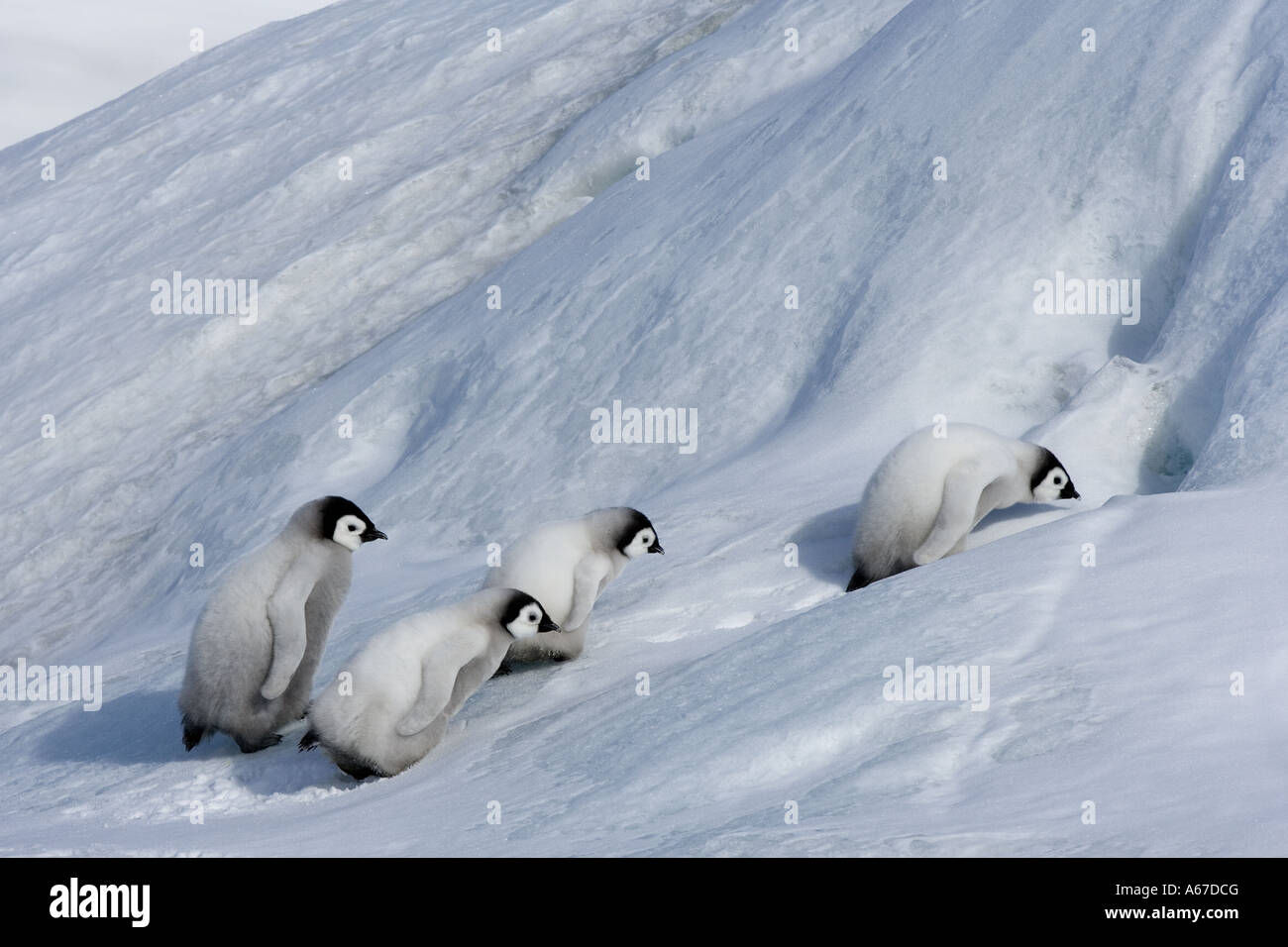 Four Penguins High Resolution Stock Photography and Images - Alamy