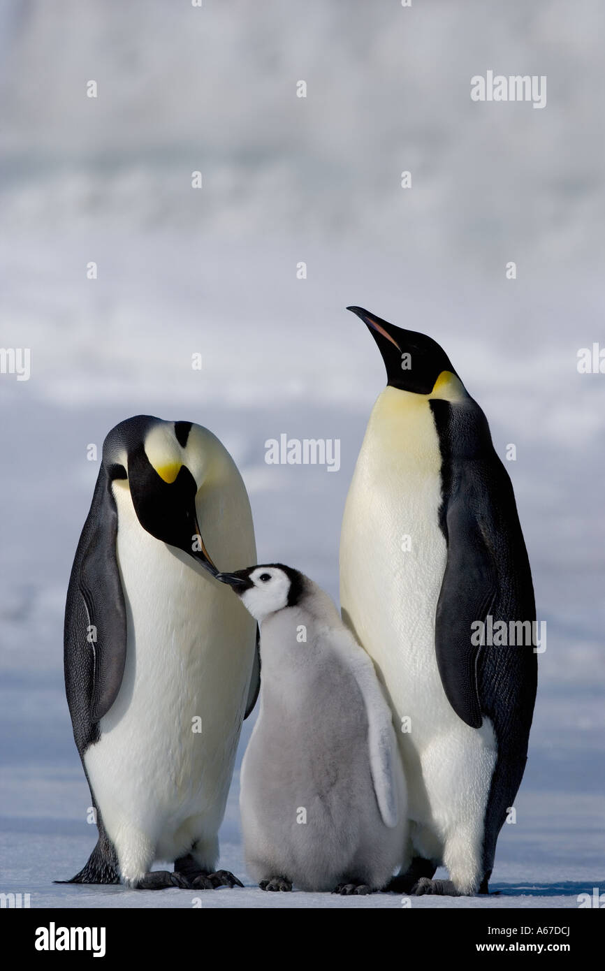 Emperor penguins cub hi-res stock photography and images - Alamy