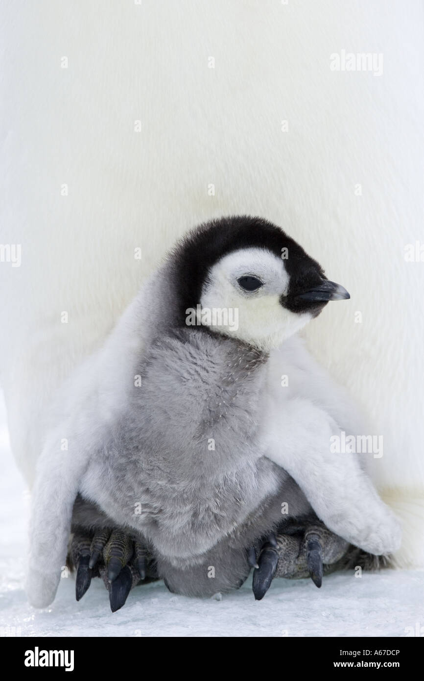 emperor penguin - cub / Aptenodytes forsteri Stock Photo - Alamy