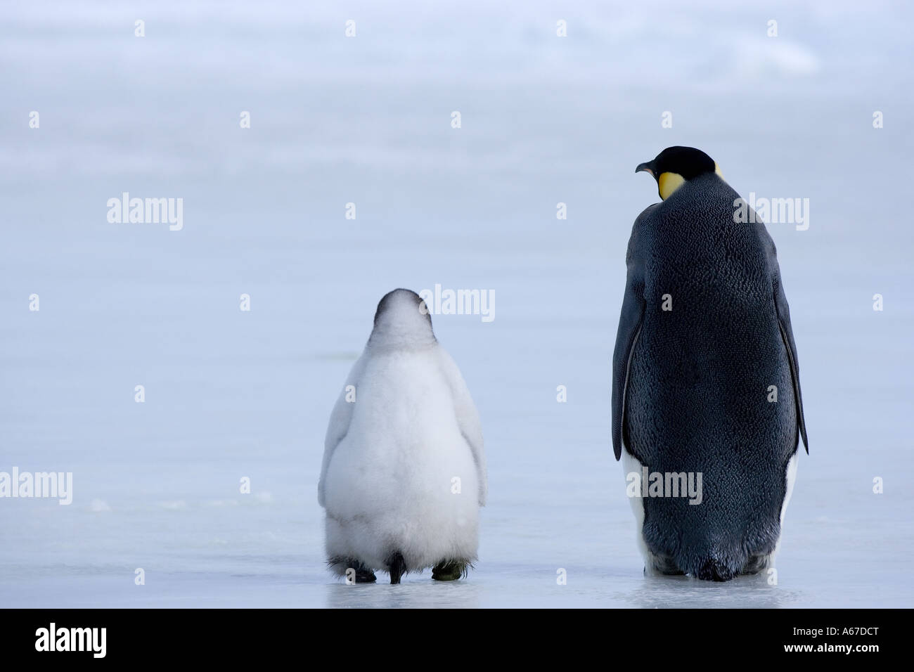 emperor penguin with cub / Aptenodytes forsteri Stock Photo - Alamy