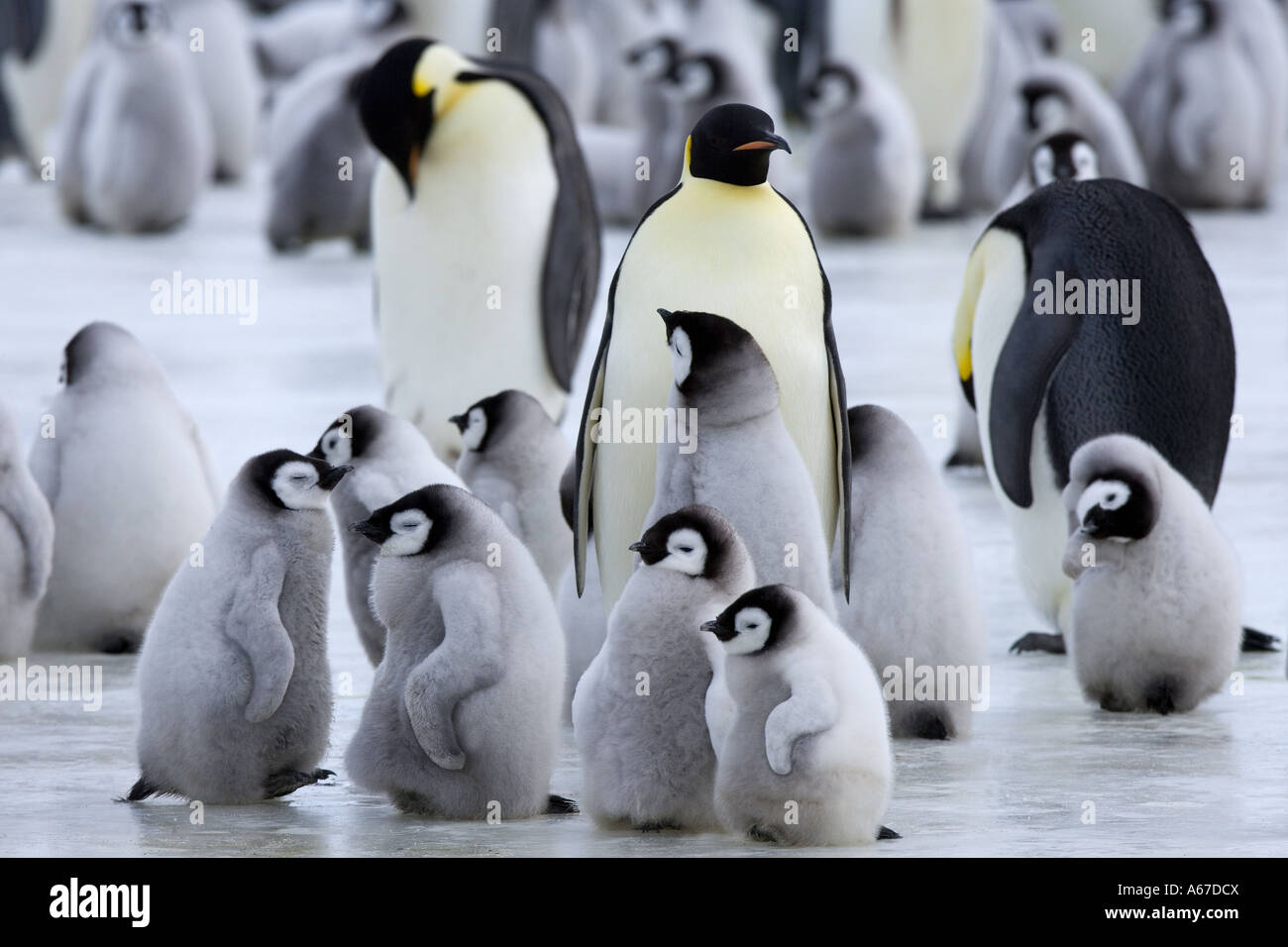 Emperor penguin cubs hi-res stock photography and images - Alamy